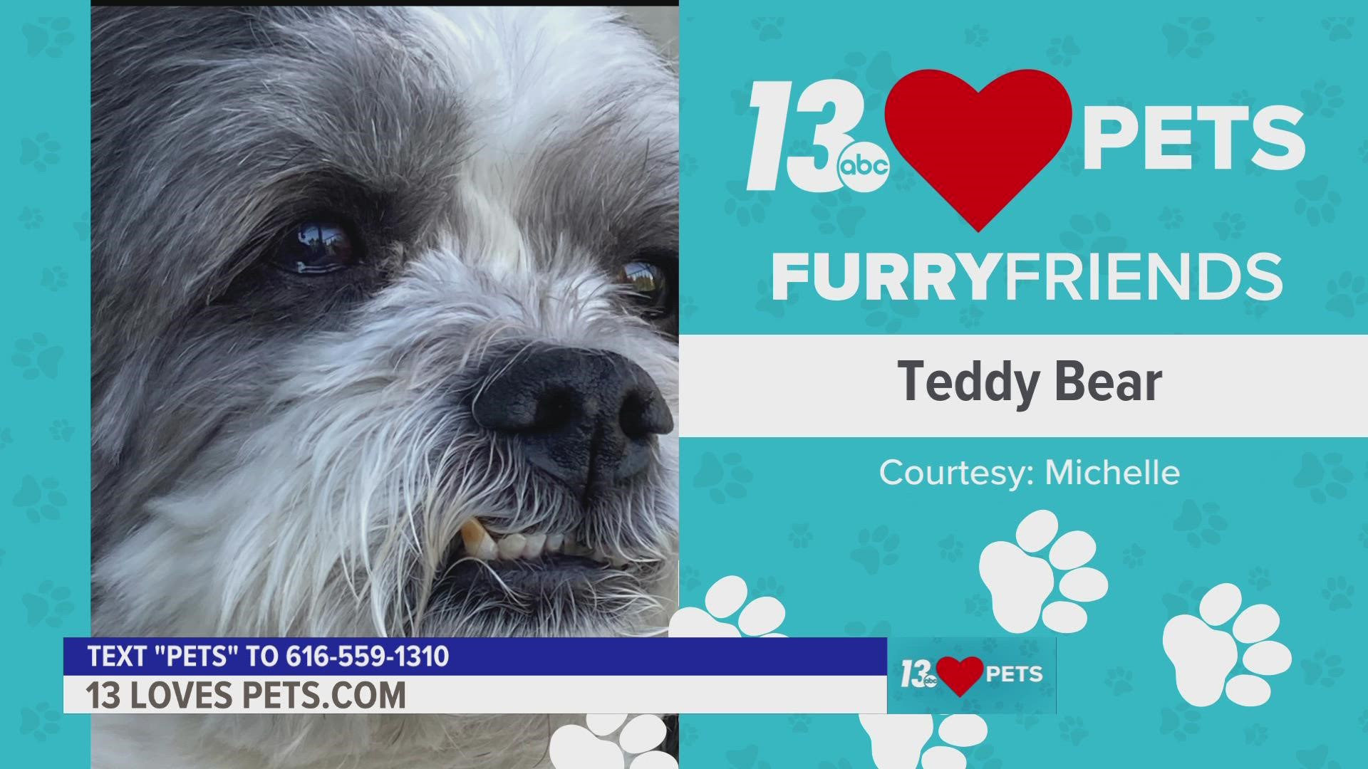 Furry Friends: November 2, 2022 | Teddy Bear and Rudy Jo | wzzm13.com