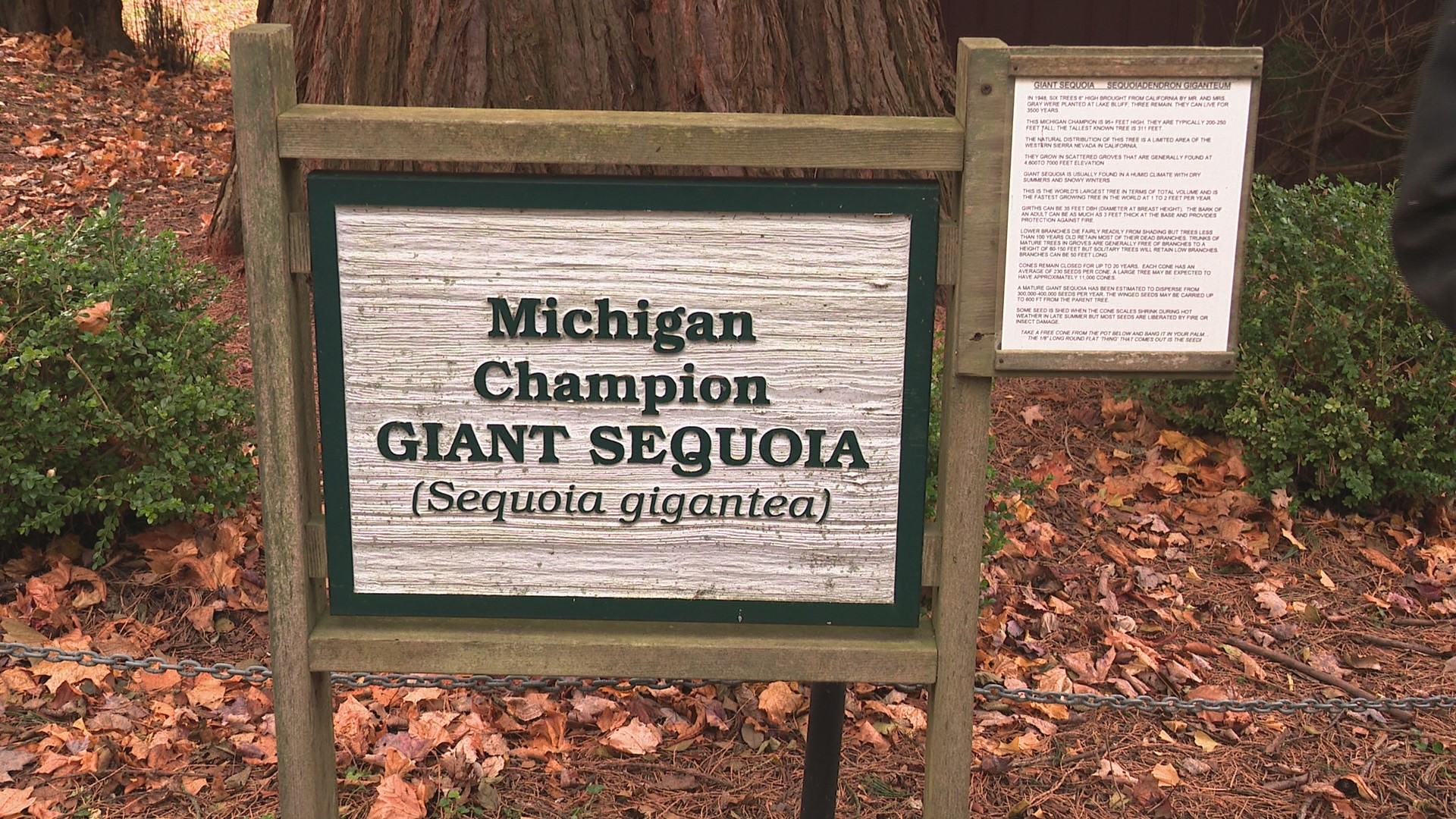 ATTACK OF THE CLONES: Michigan lab clones ancient trees used to reverse ...