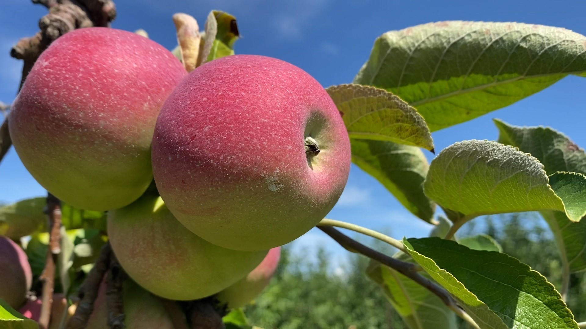 West Michigan apple orchard guide | wzzm13.com