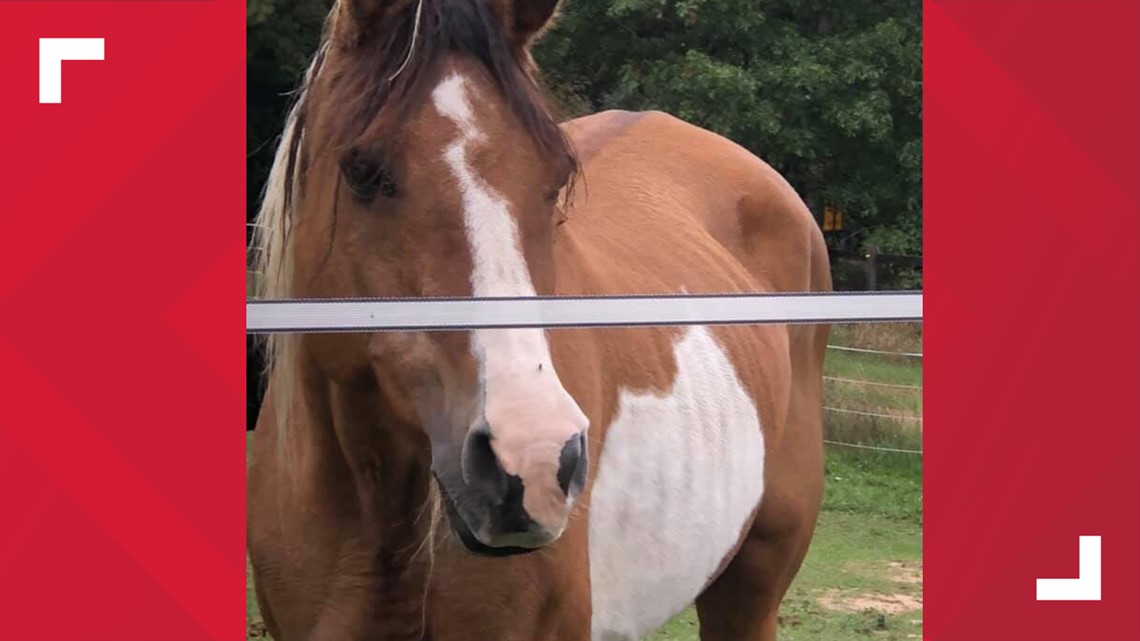 Underweight horses lead to investigation from animal control in ...