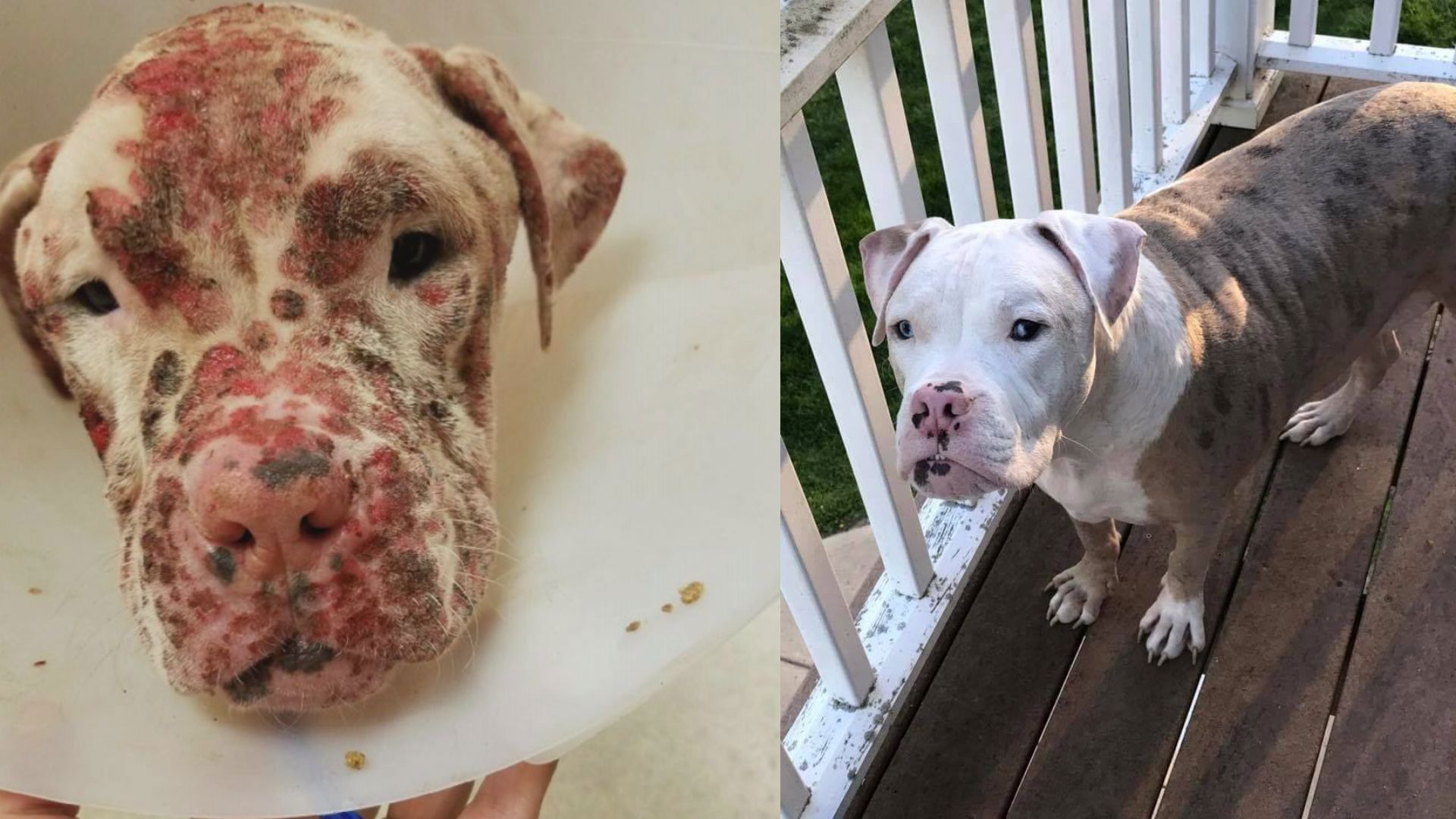 Famous Michigan dog abandoned after hundreds of bee stings dies ...