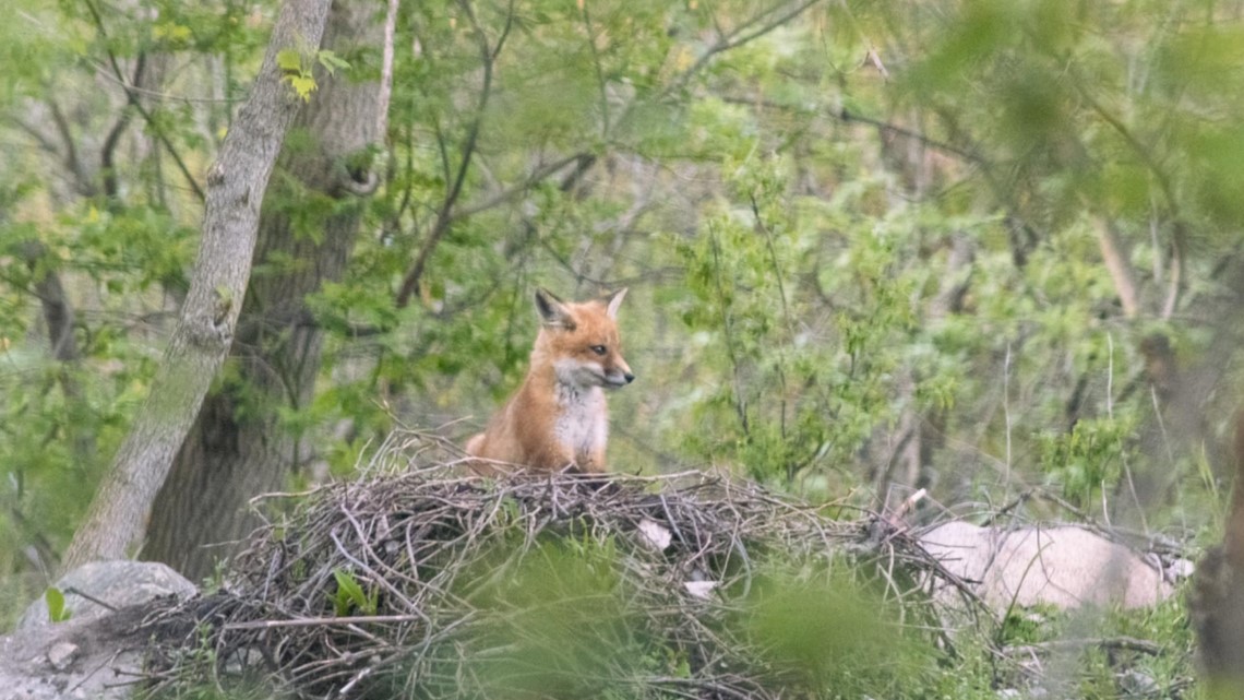 Officials give tips on interacting with new spring wildlife | wzzm13.com