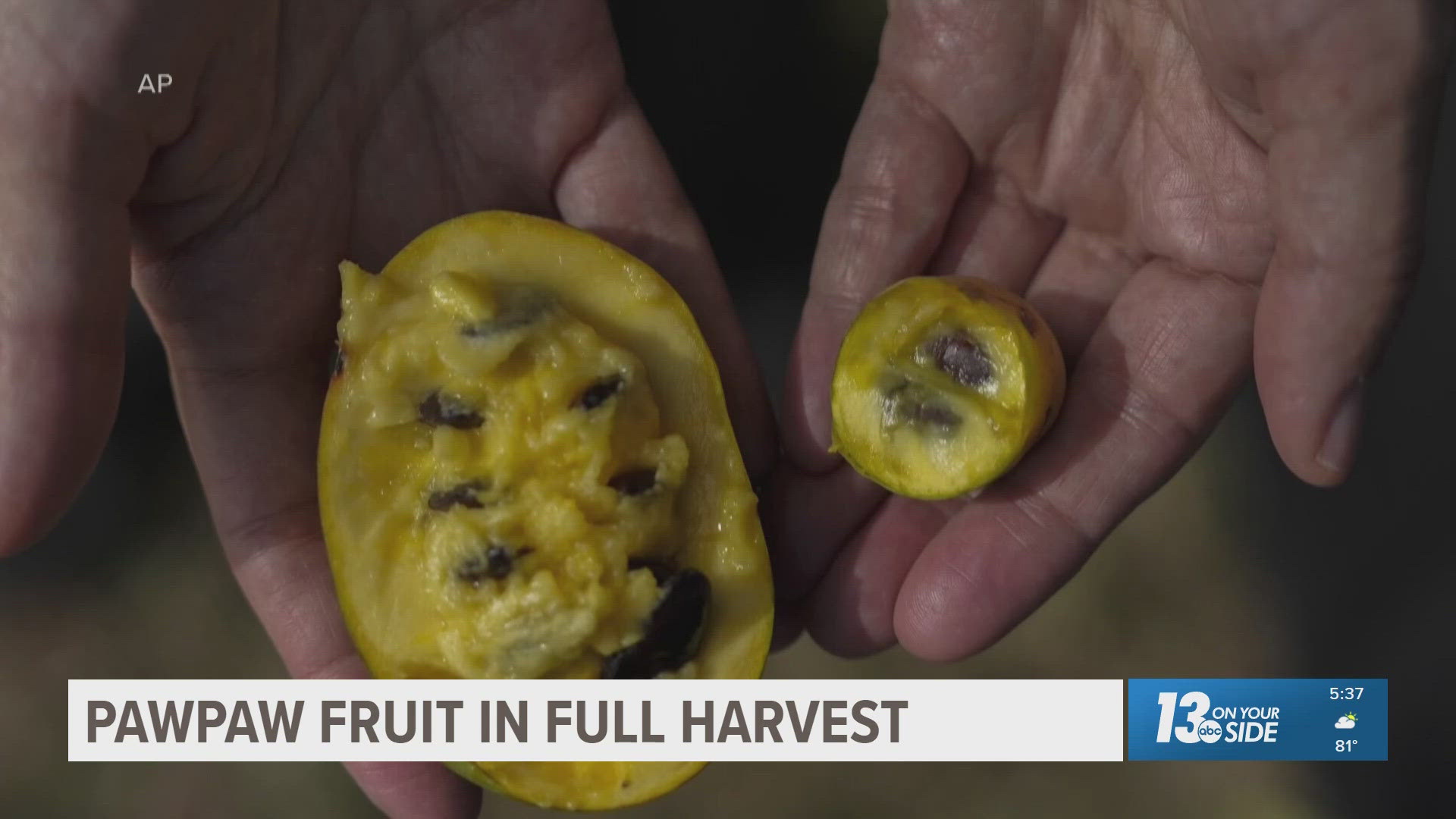 Michigan's Pawpaw Season: A Taste of Tropical Delight | wzzm13.com