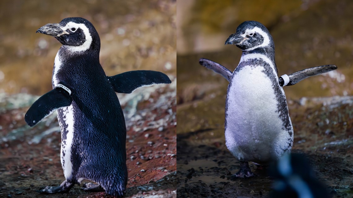 John Ball Zoo penguin competes in 'March of the Penguin Madness ...