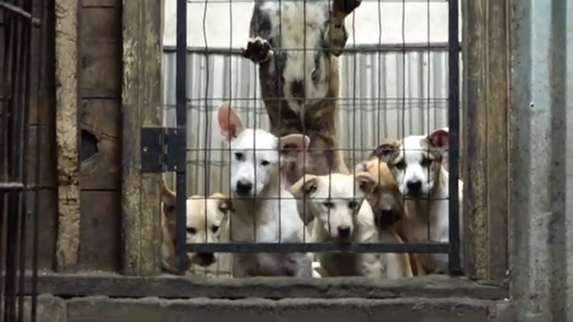 Woman charged with animal neglect asks judge for animal shelter ...