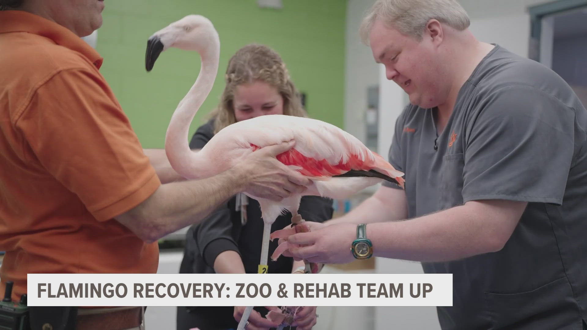 Andes the Chilean flamingo at John Ball Zoo tests out custom orthotic ...