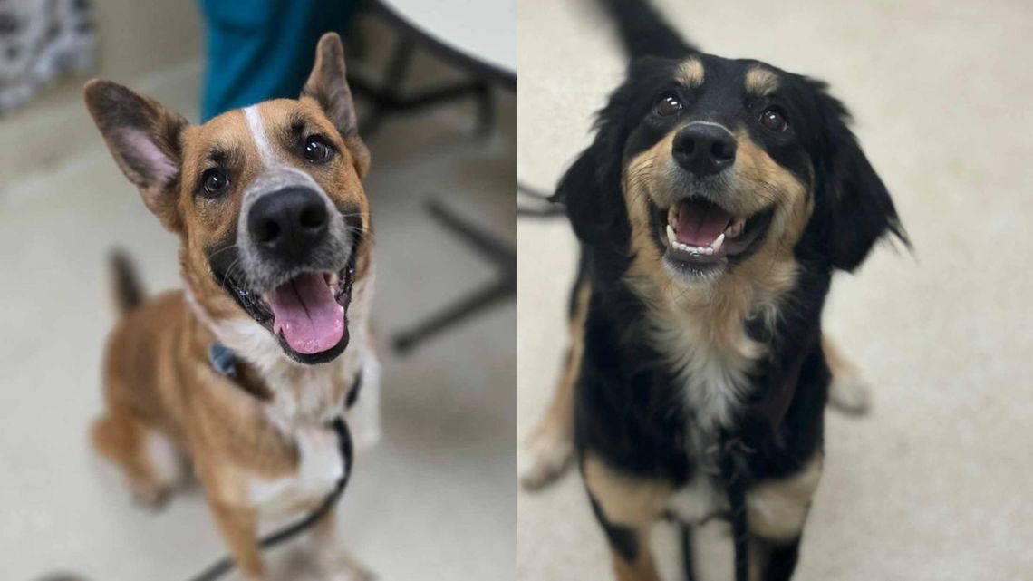 Dogs rescued from truck up for adoption | wzzm13.com