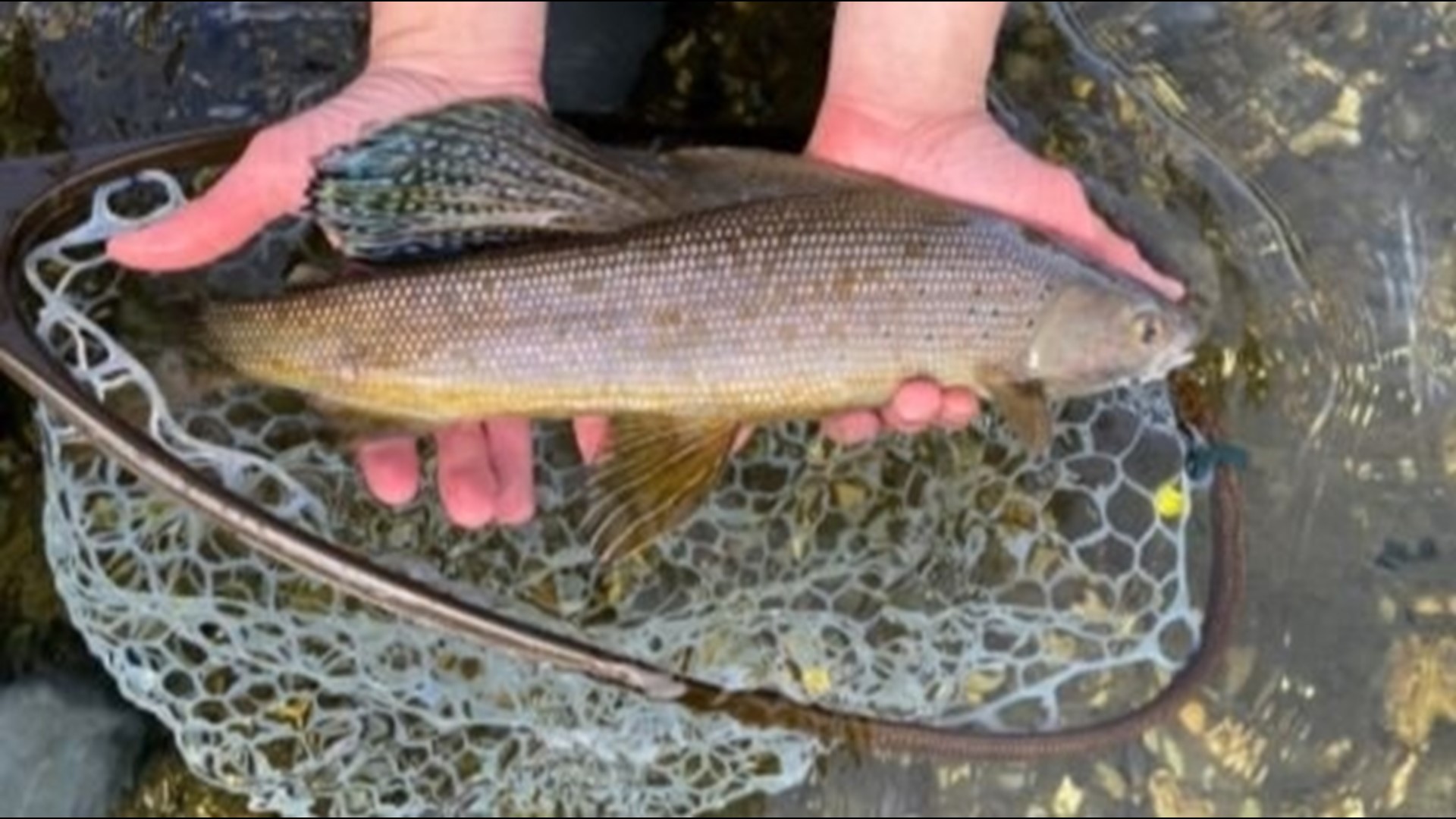Artic Grayling making a return to Michigan waters? | wzzm13.com