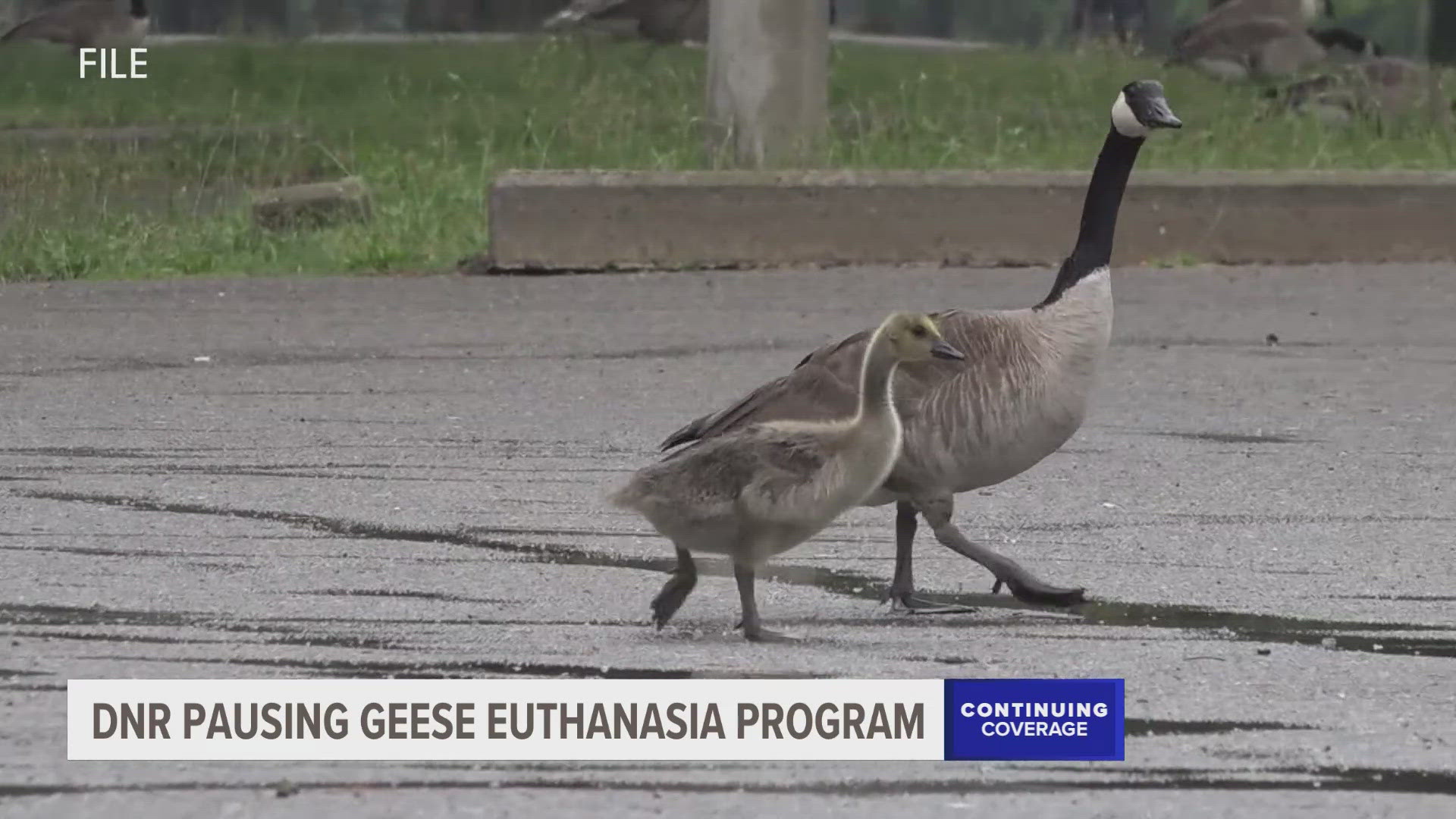 Michigan DNR rethinks Canada goose euthanasia plan | wzzm13.com