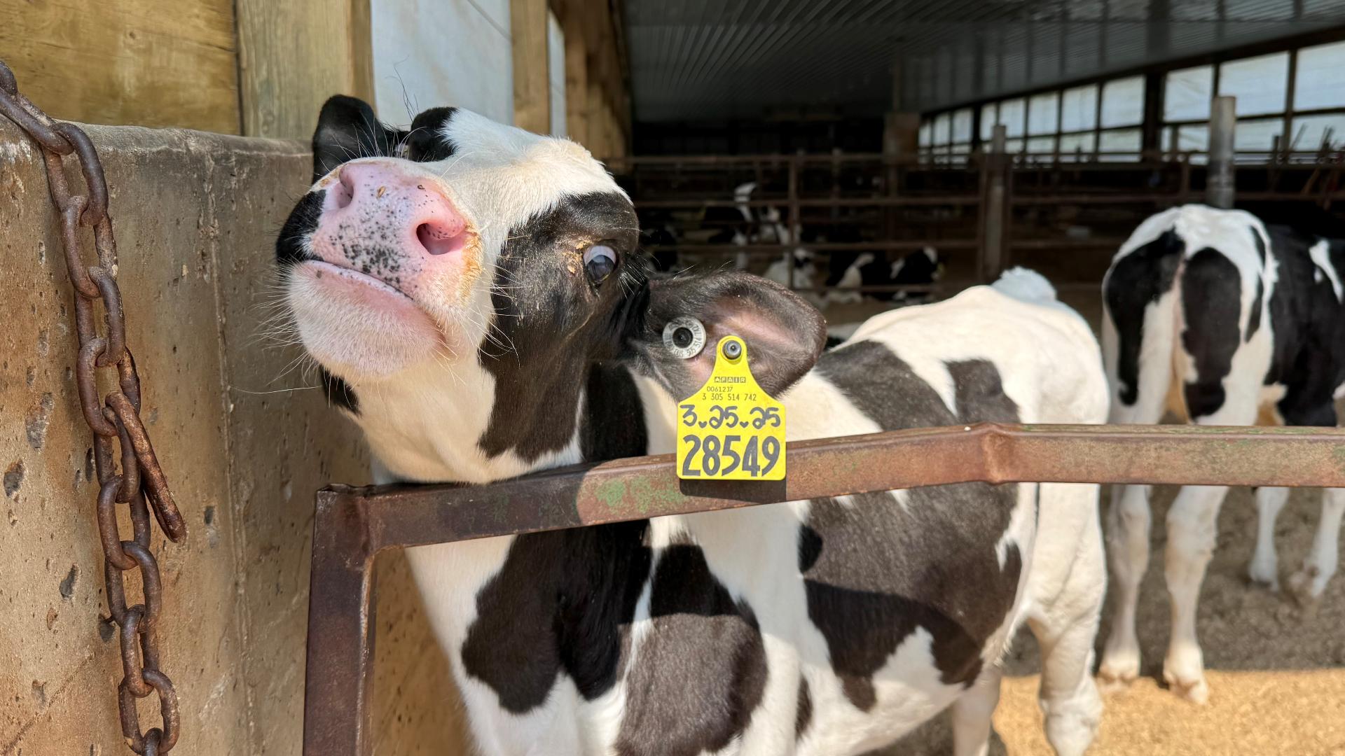 Dairy Discovery in Lowell shows the importance of cows in West Michigan ...