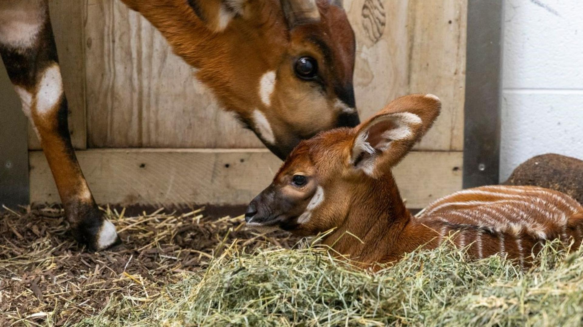 John Ball Zoo welcomes bongo calf | wzzm13.com
