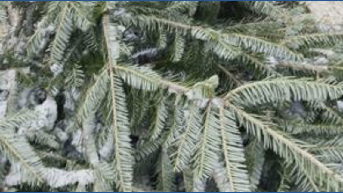 Animals at the Boulder Ridge Wild Animal Park will eat your Christmas ...