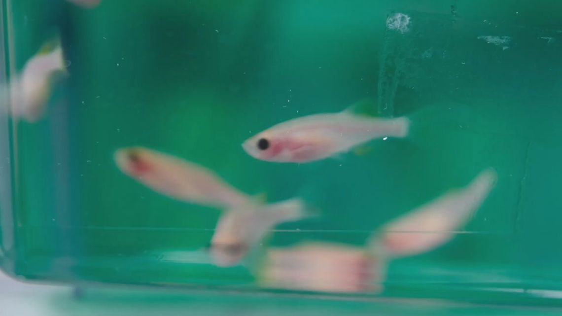 Zebrafish could be the key to cure cancer | wzzm13.com