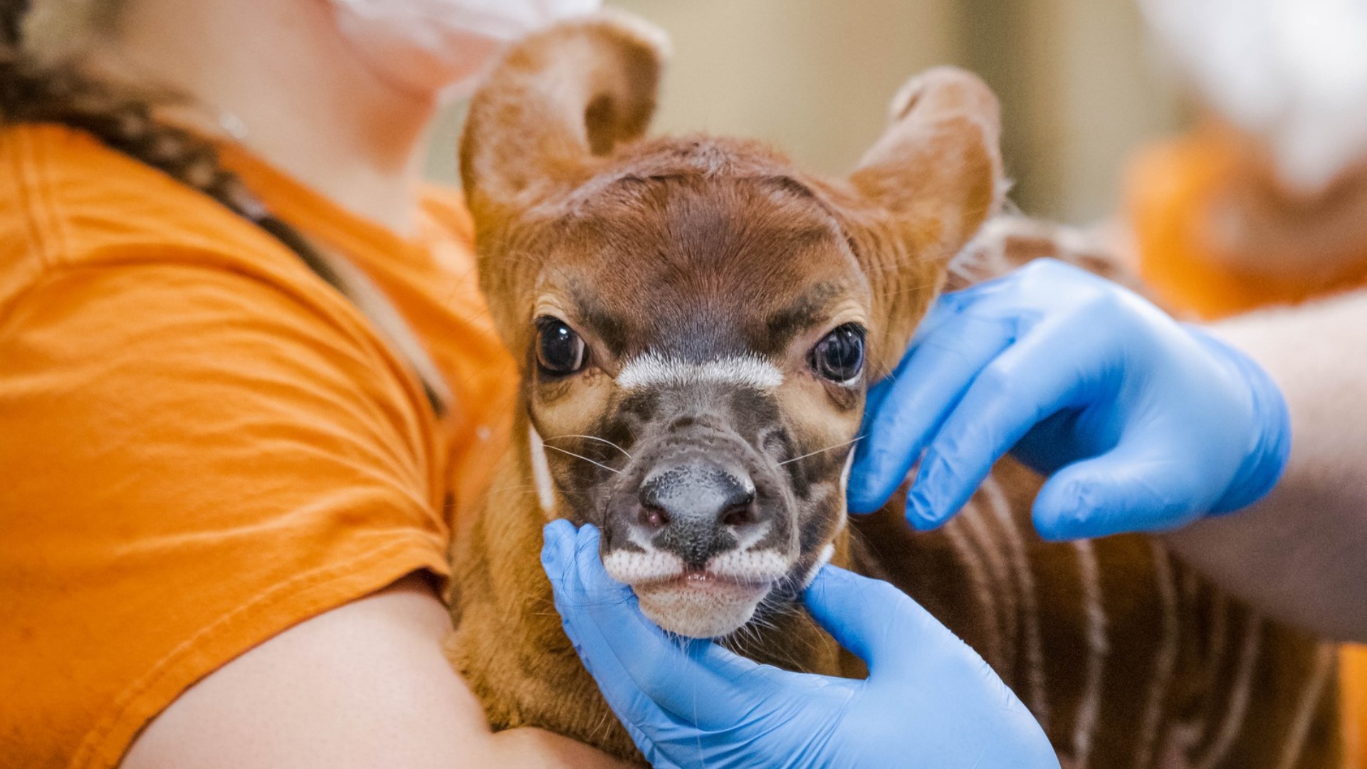 John Ball Zoo names baby bongo | wzzm13.com