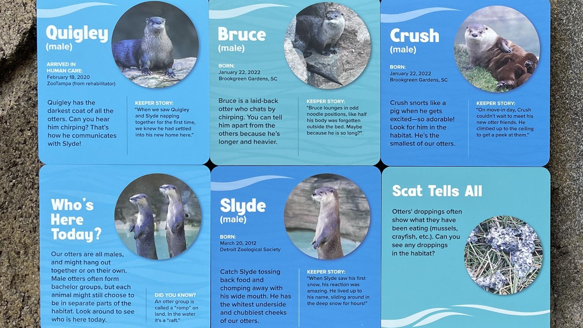 John Ball Zoo hosts ribbon-cutting ceremony for new otter habitat ...