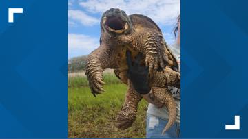 Snapping turtle found struggling on Lake MI shoreline back in his ...