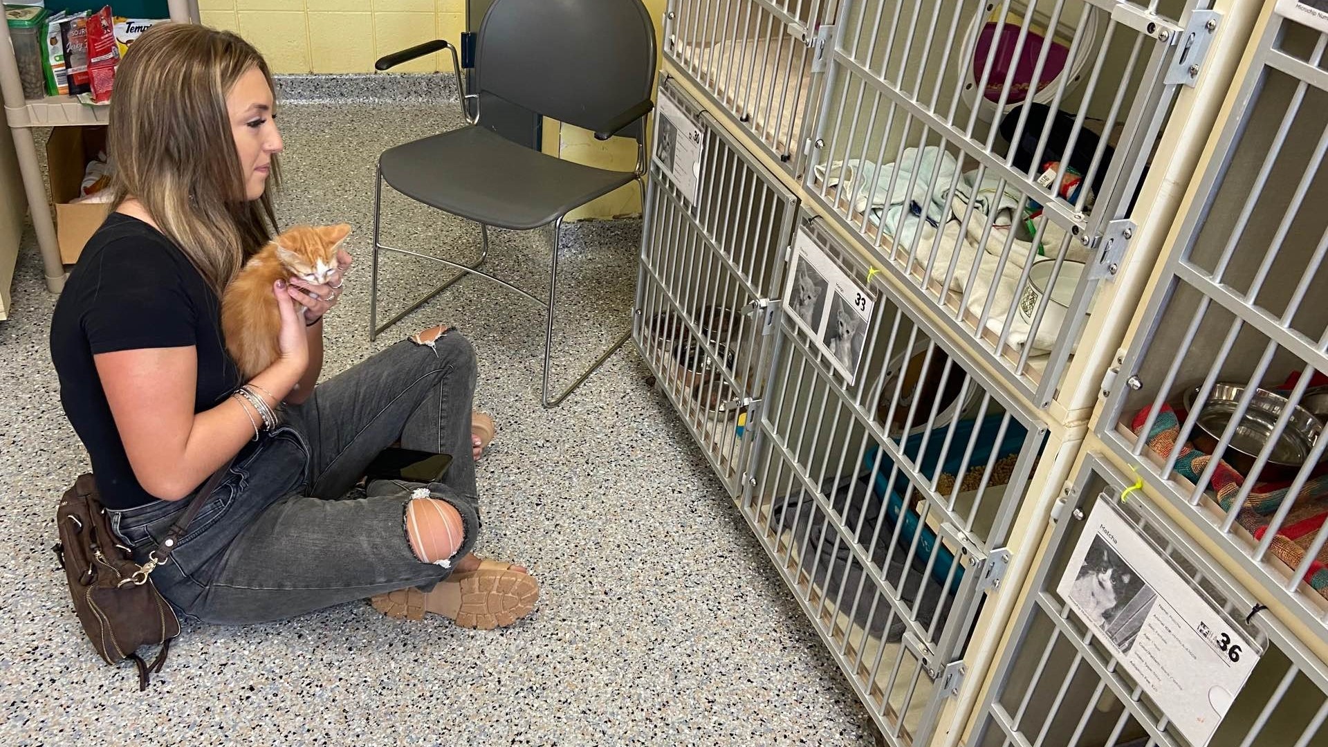 Harbor Humane Society needs help after taking in 19 stray cats | wzzm13.com