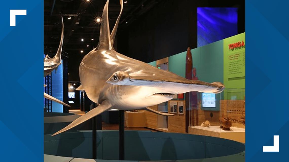 Grand Rapids Public Museum preparing to open SHARKS exhibition | wzzm13.com