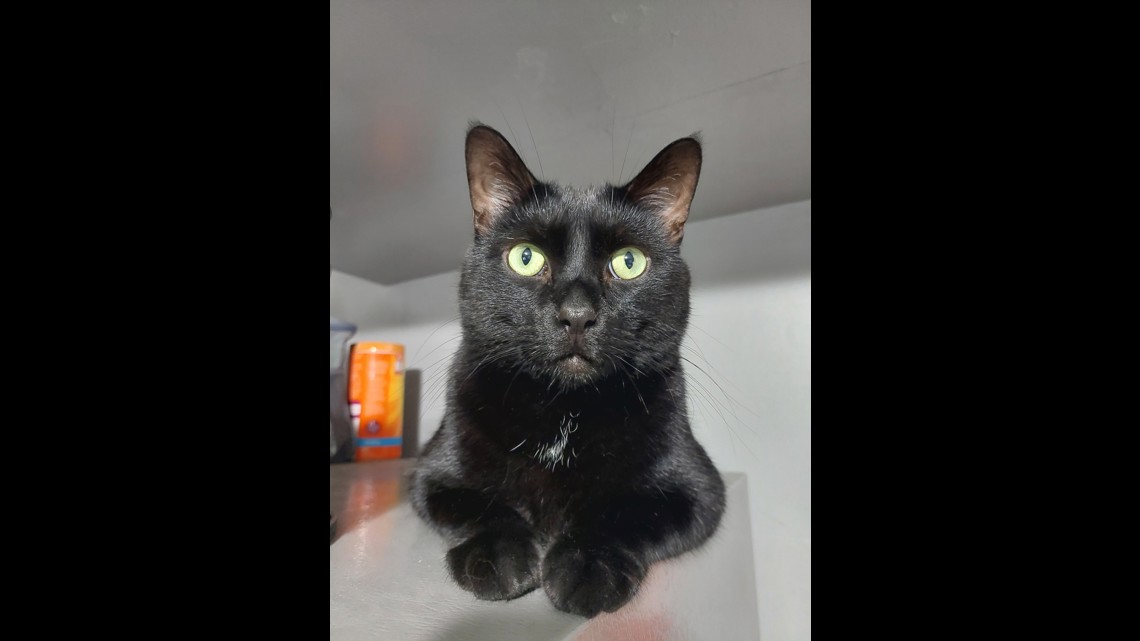 HOPPY April to all our Furry Friends! | wzzm13.com