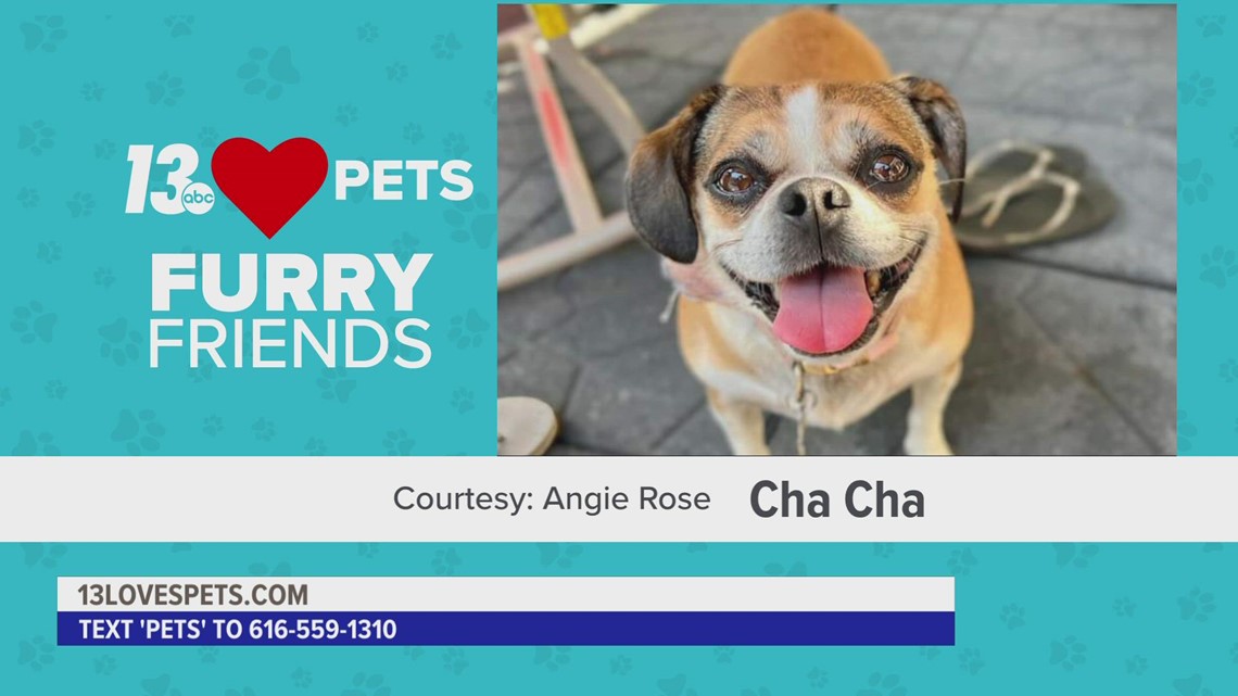 Furry Friends: October 3, 2022 | Cha Cha | wzzm13.com