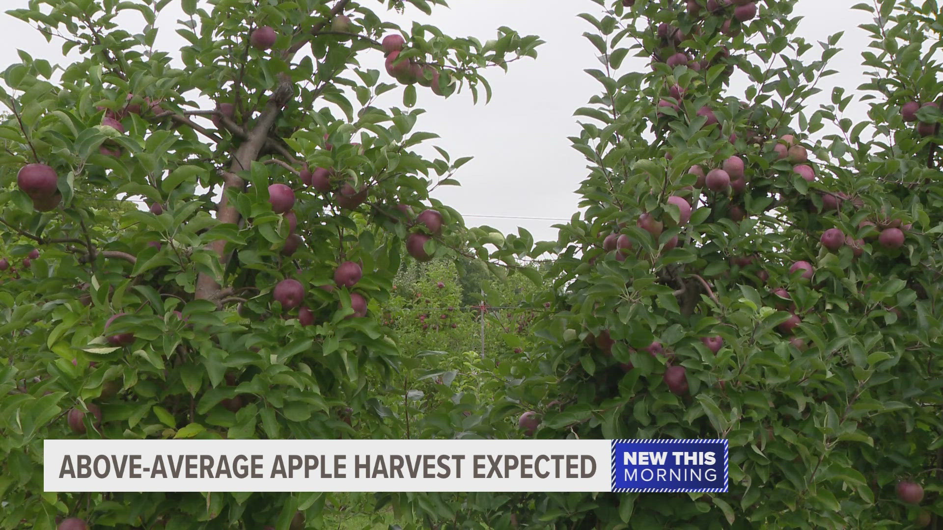 Robinette's sees decline in apple crop following above-average years | wzzm13.com