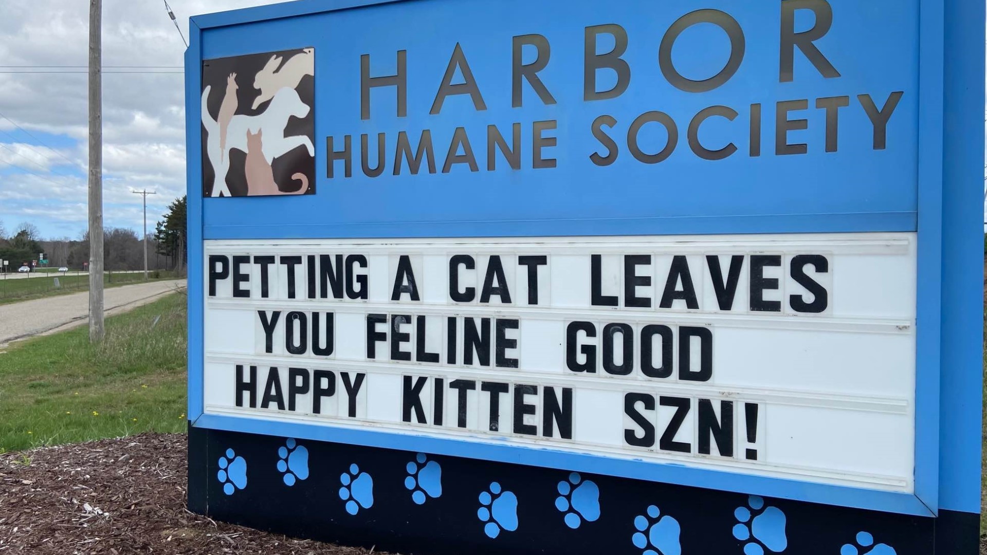 Harbor Humane Society needs help after taking in 19 stray cats | wzzm13.com