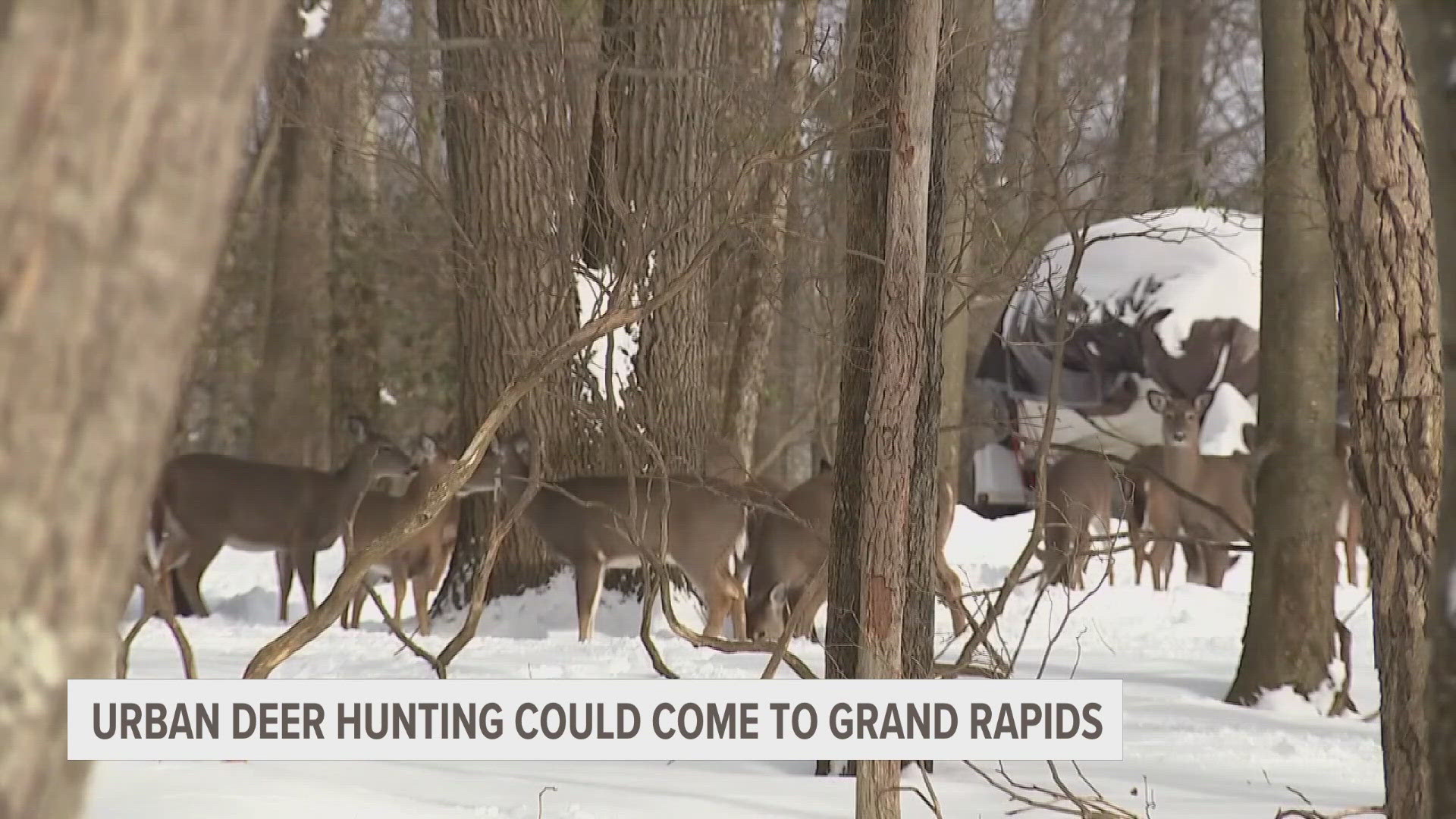 Grand Rapids could see urban deer hunting as early as January | wzzm13.com