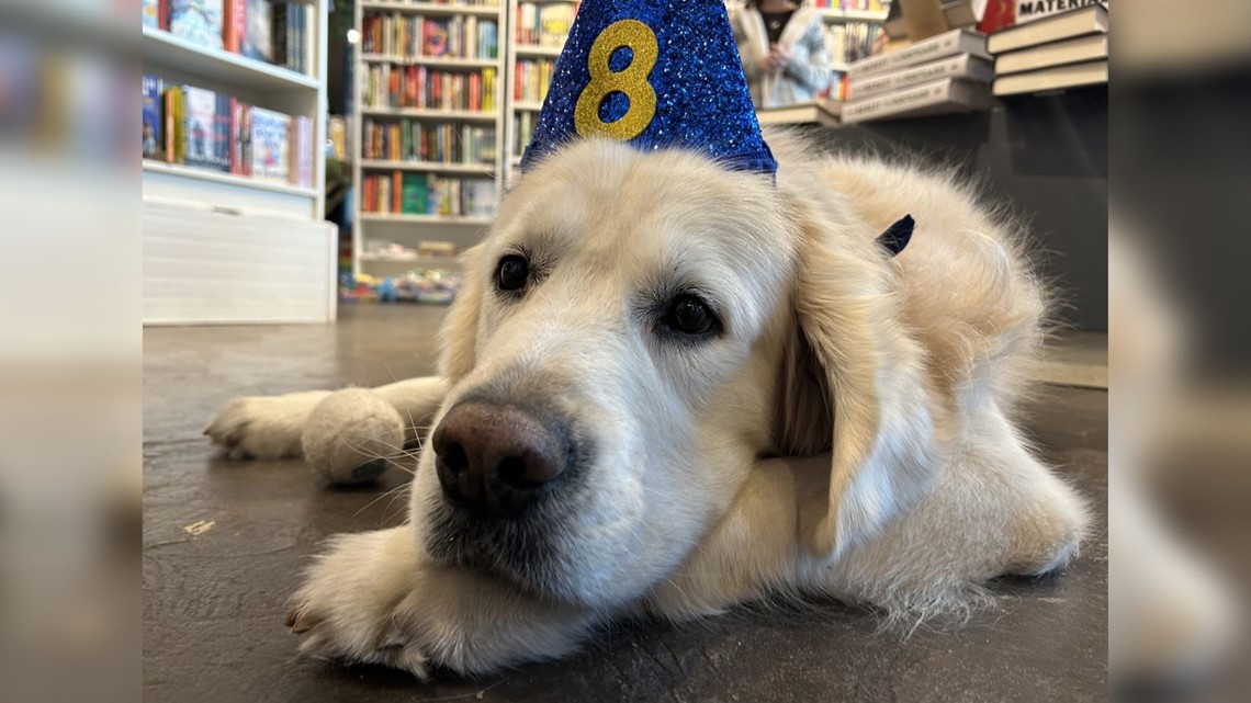 Famous bookstore dog, Tommy, celebrates birthday with his town | wzzm13.com