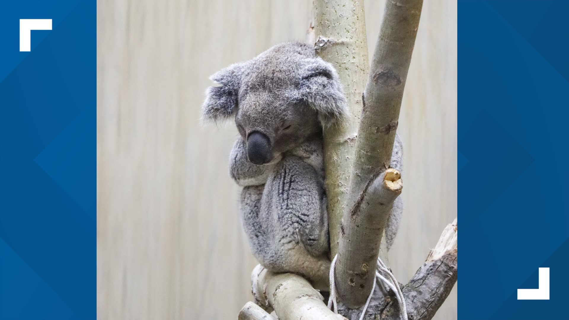Koalas arrive at John Ball Zoo | wzzm13.com