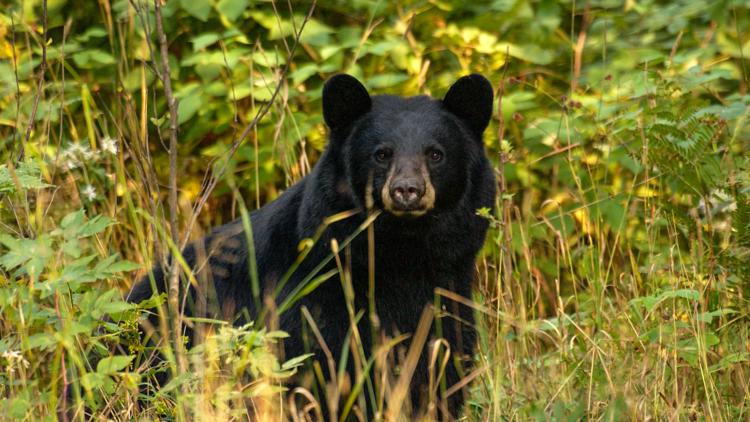 Springtime means bears in Michigan | wzzm13.com