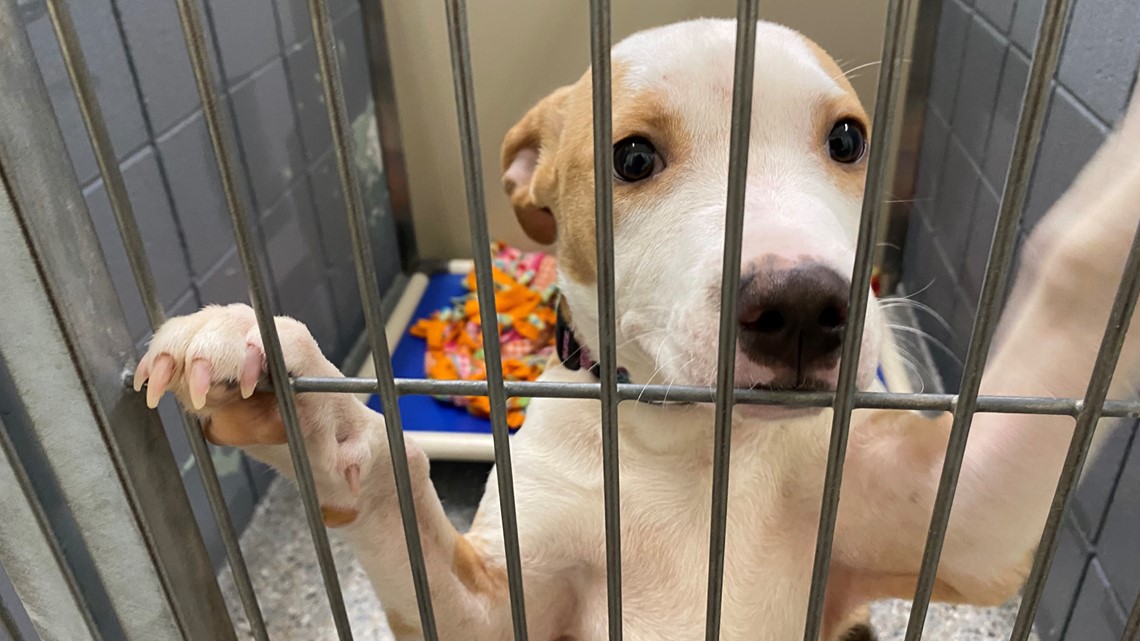 Muskegon animal shelters see uptick in lost pets | wzzm13.com