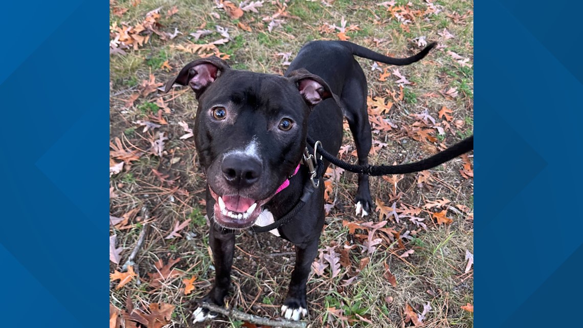 Dog available for adoption through Kent County Animal Shelter | wzzm13.com