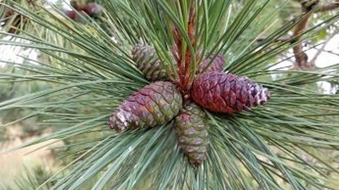 DNR looking for red pine cones this September | wzzm13.com