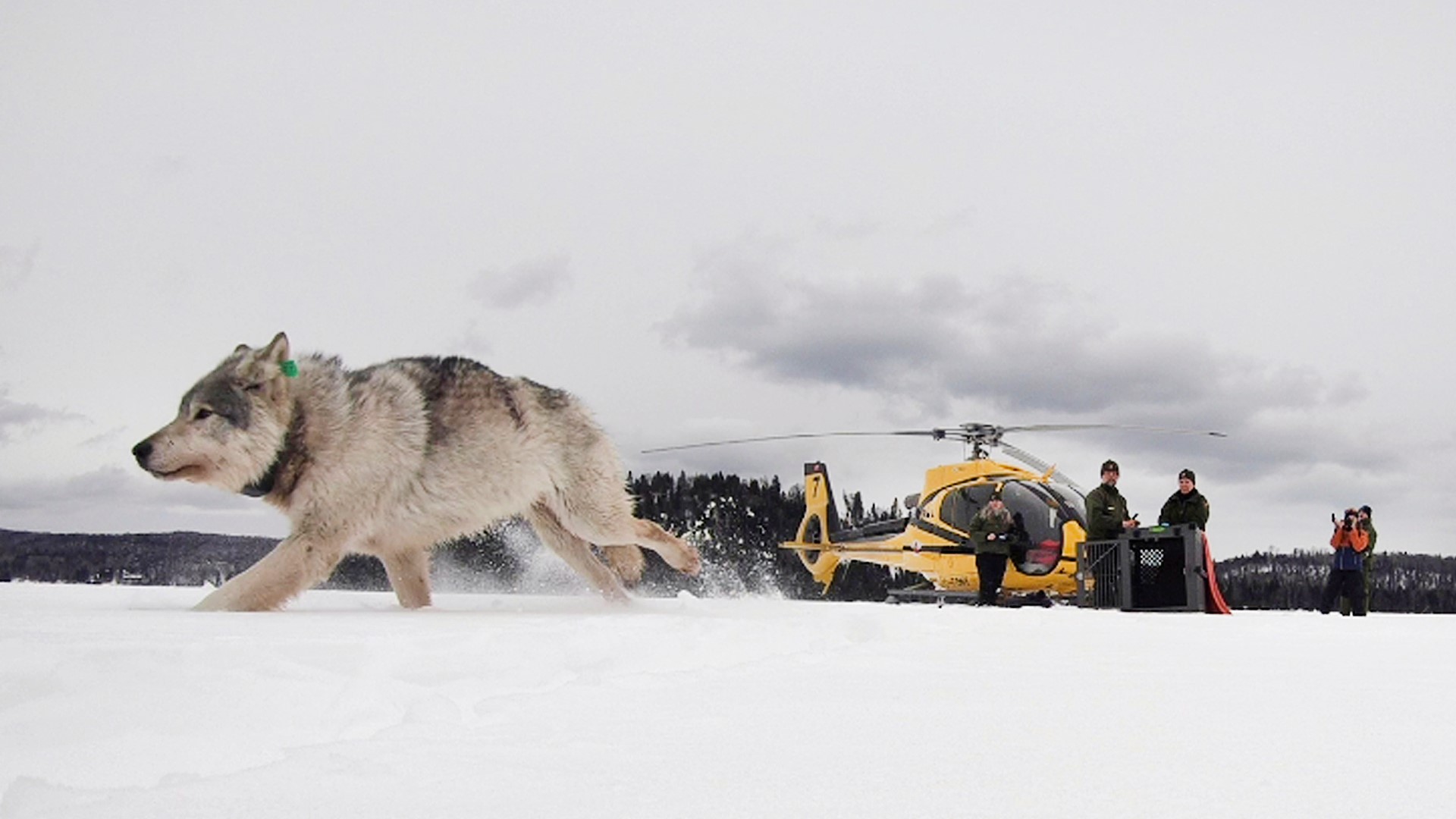Michigan wolf captured, flown to Isle Royale | wzzm13.com