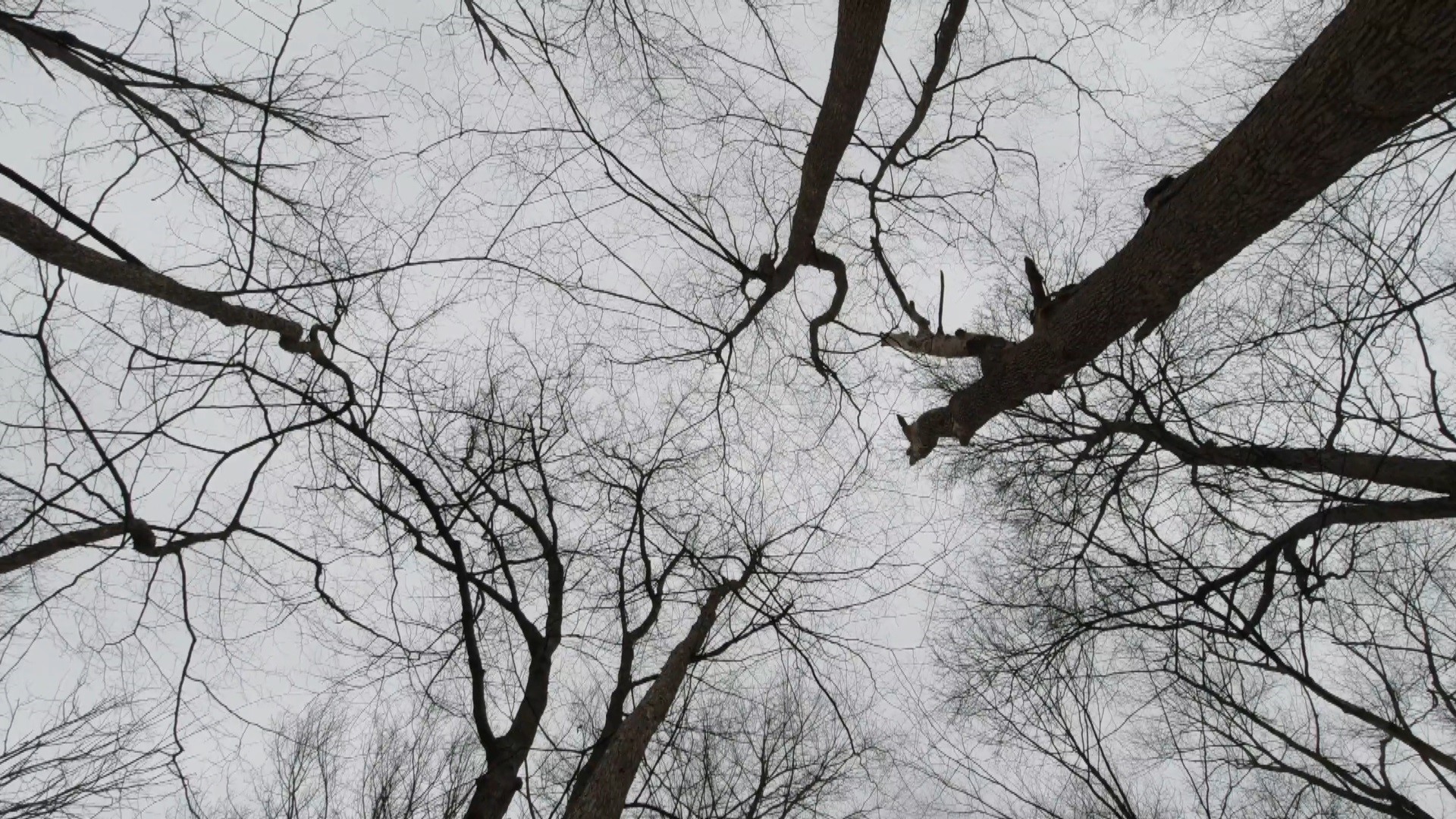 SASQUATCH SIGHTINGS: Many happening in Michigan thanks to man's ...