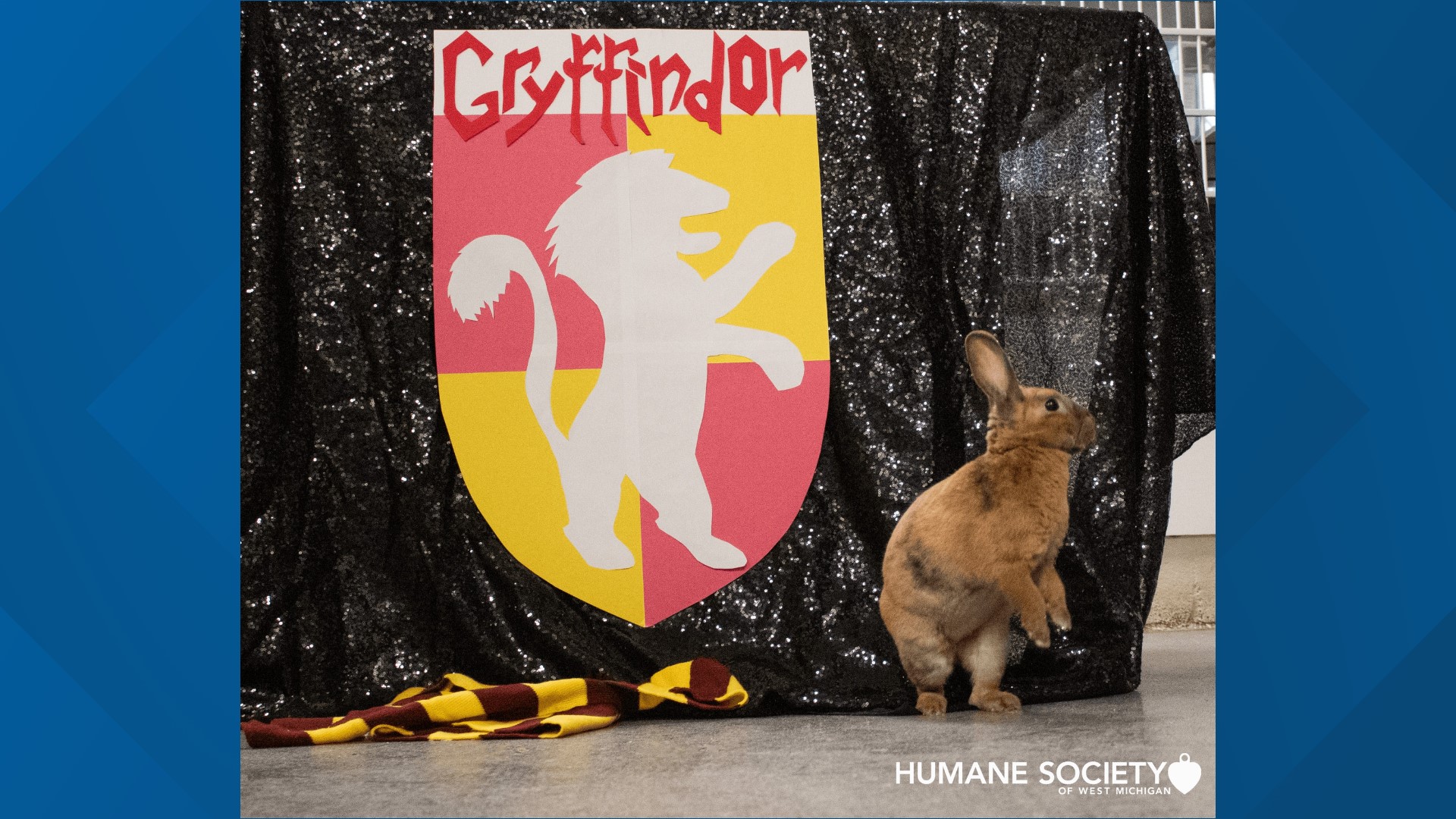 Humane Society of West Michigan hosting Harry Potter adoption day ...