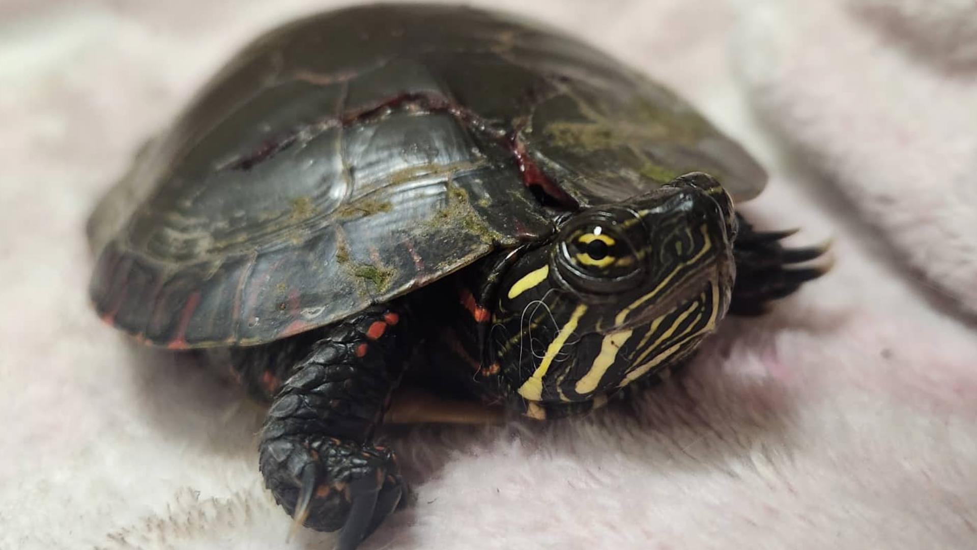 Michigan wildlife rescues overwhelmed with injured turtles | wzzm13.com