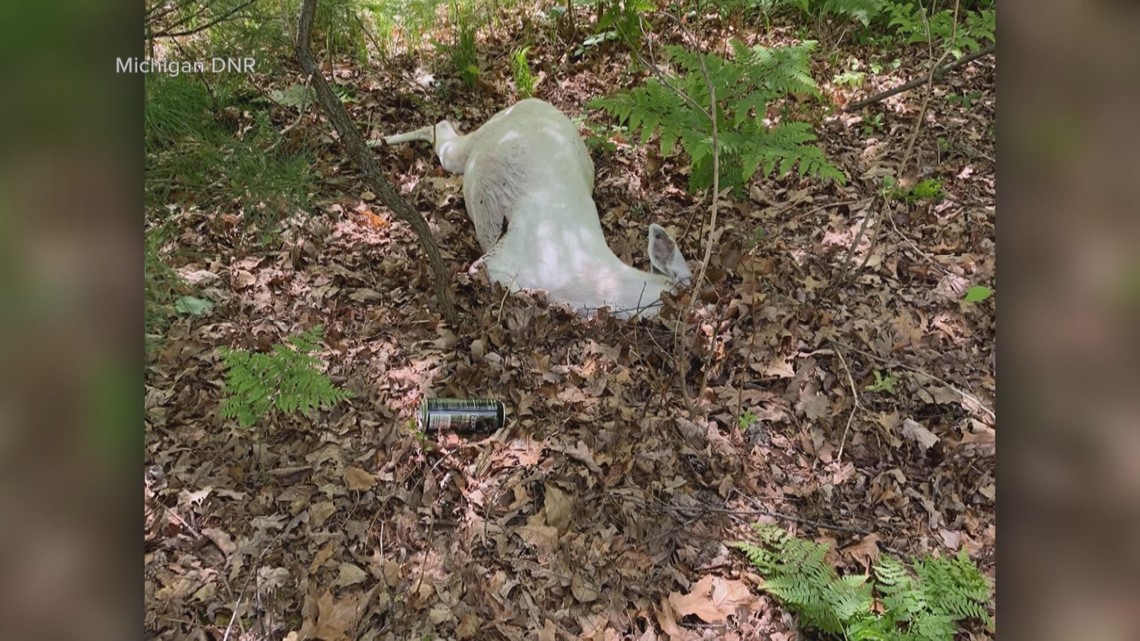 Conservation officers seeking tips on killing of albino deer killed in ...