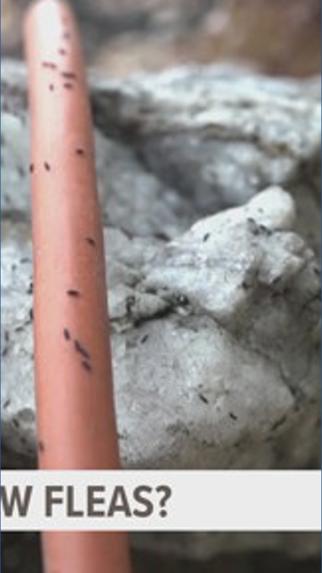 SNOW FLEAS? | Why you might notice bugs on the snow during warm weather ...