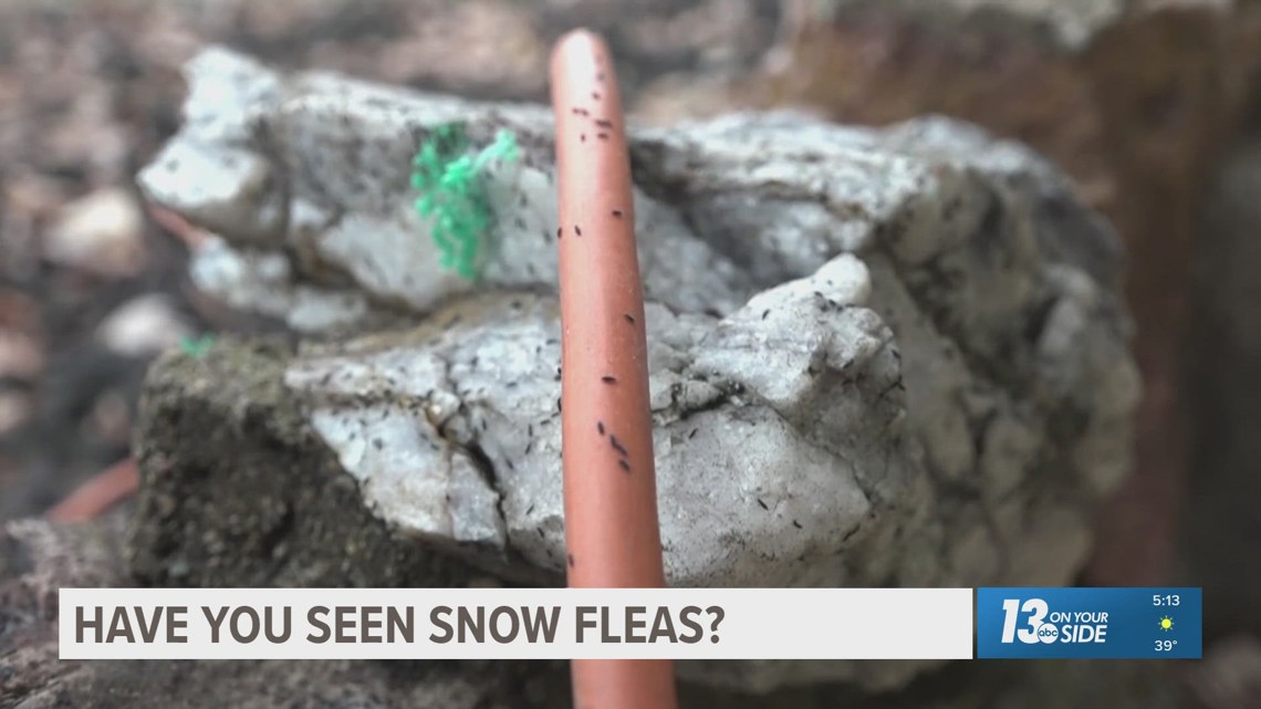 SNOW FLEAS? | Why you might notice bugs on the snow during warm weather ...